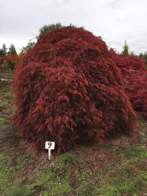 Laceleaf Japanese Maple Trees available in Washington State
