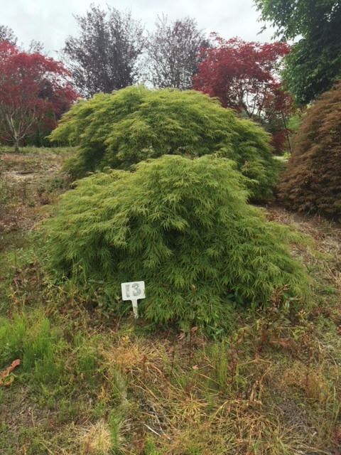 Laceleaf Japanese Maple Trees available in Washington State