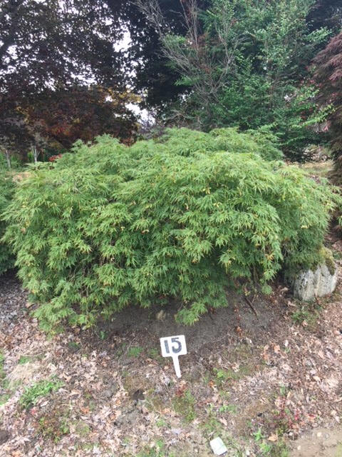 Laceleaf Japanese Maple Trees available in Washington State