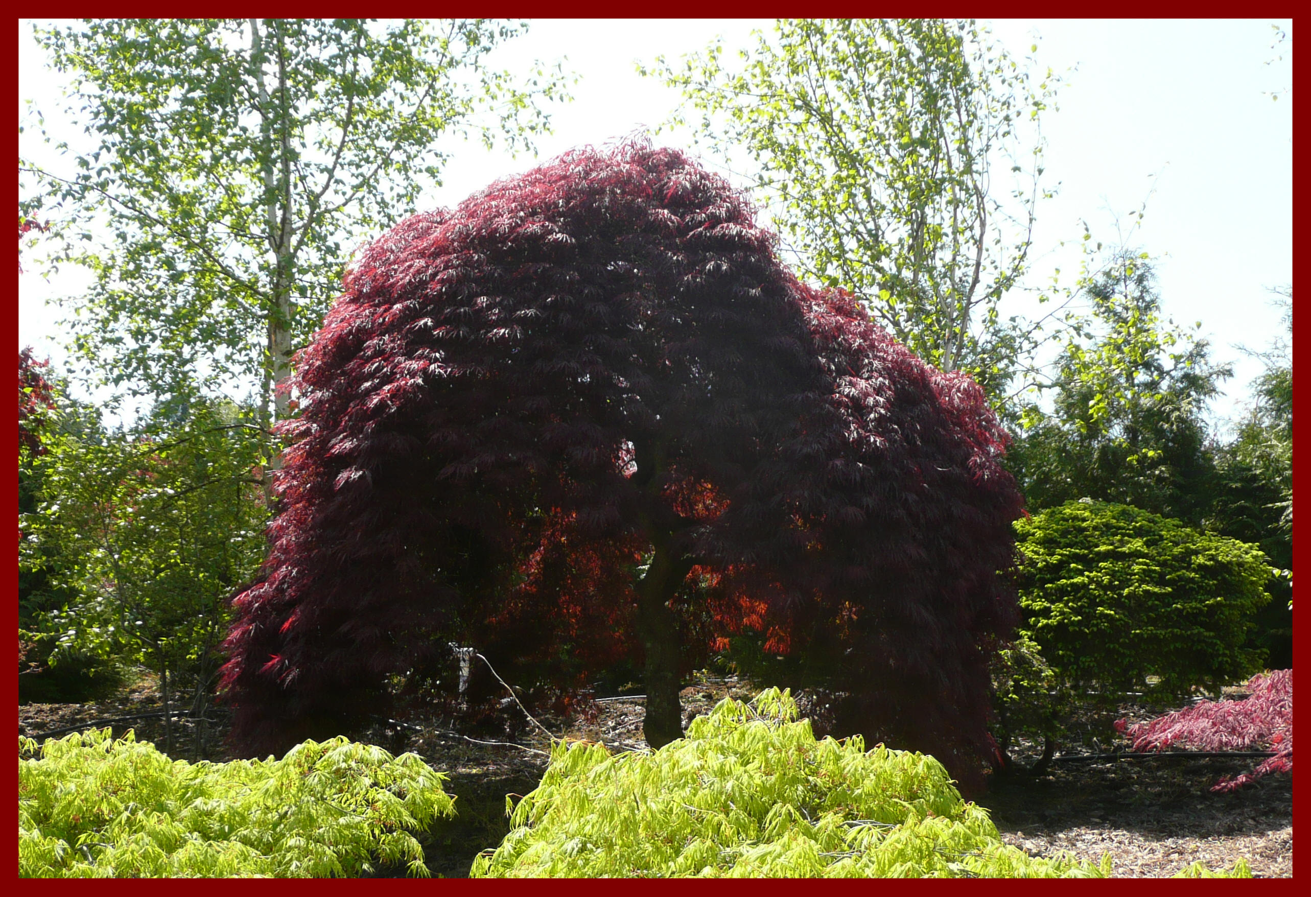 Laceleaf Japanese Maple Trees available in Washington State
