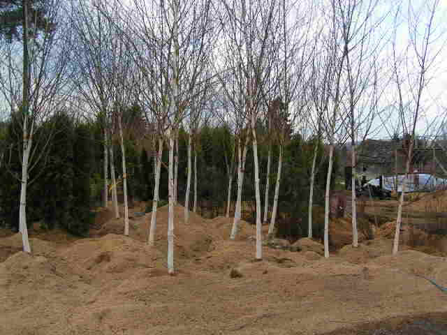 nursery trees that we have available